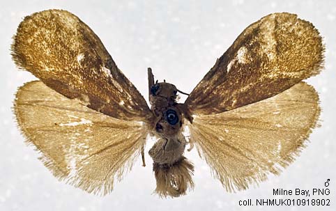 Papua Insects Foundation (Lepidoptera/Erebidae(Arctiinae)/Lambula agraphia)